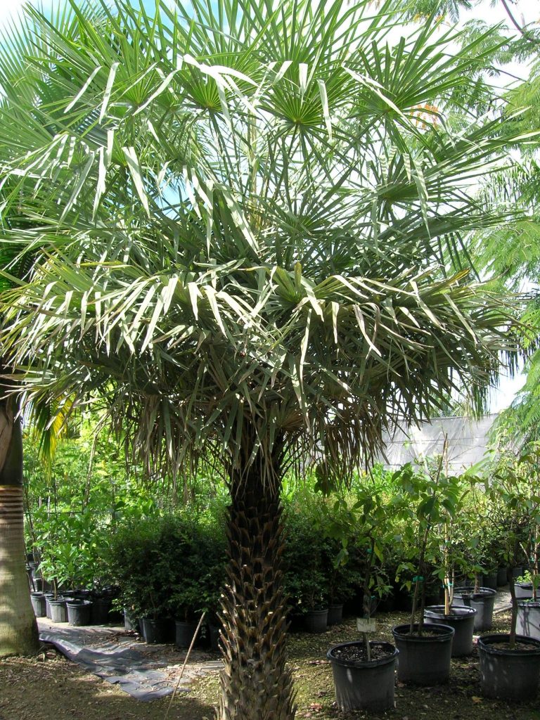 Copernicia alba (Caranday Palm1) - Richard Lyons Nursery, Inc.