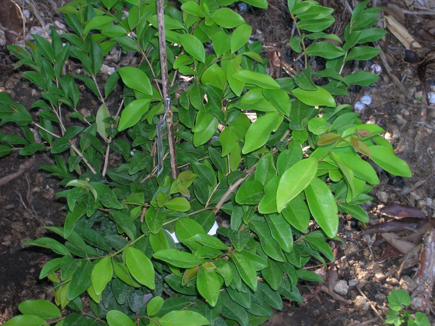 Eugenia axillaris (White Stopper) - Richard Lyons Nursery, Inc.