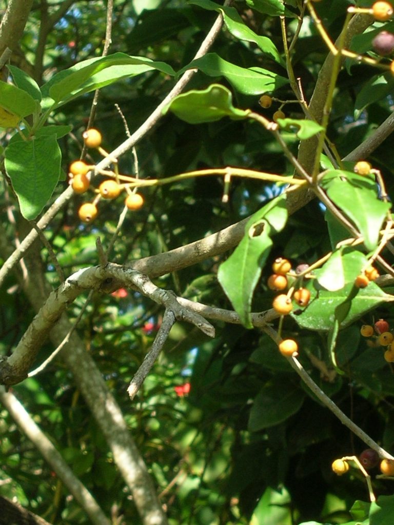 Eugenia rhombea (Red Stopper1) - Richard Lyons Nursery, Inc.