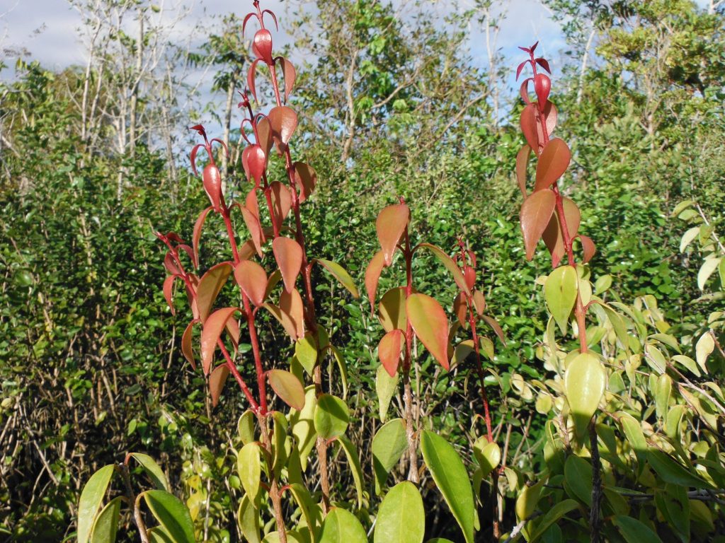 Eugenia rhombea(Red Stopper) - Richard Lyons Nursery, Inc.