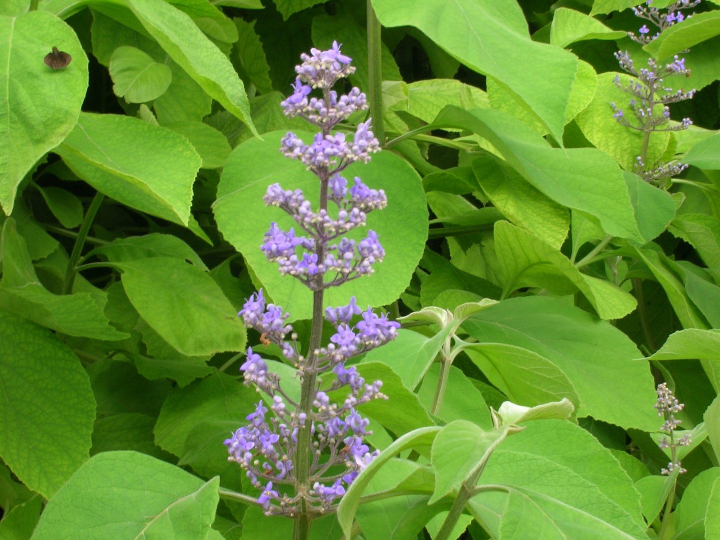 Cornutia grandifolia (Tropical Lilac) - Richard Lyons Nursery, Inc.