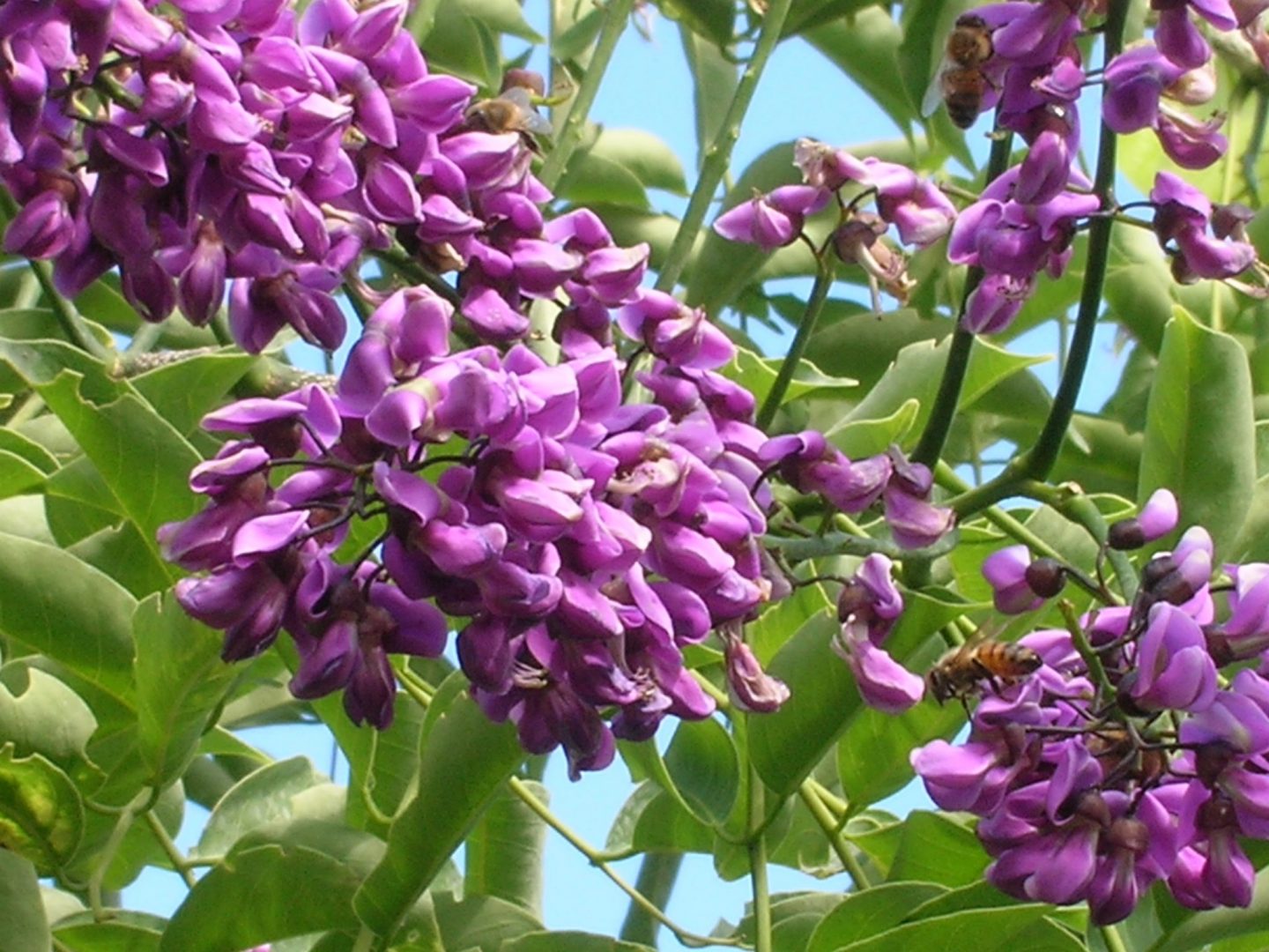 The Lilac Tree (Lonchocarpus violaceus) - Richard Lyons Nursery, Inc.