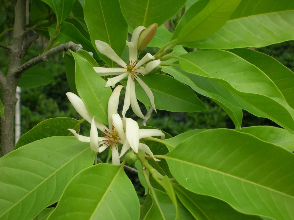 Michelia champaca (Joy Perfume Tree1) - Richard Lyons Nursery, Inc.