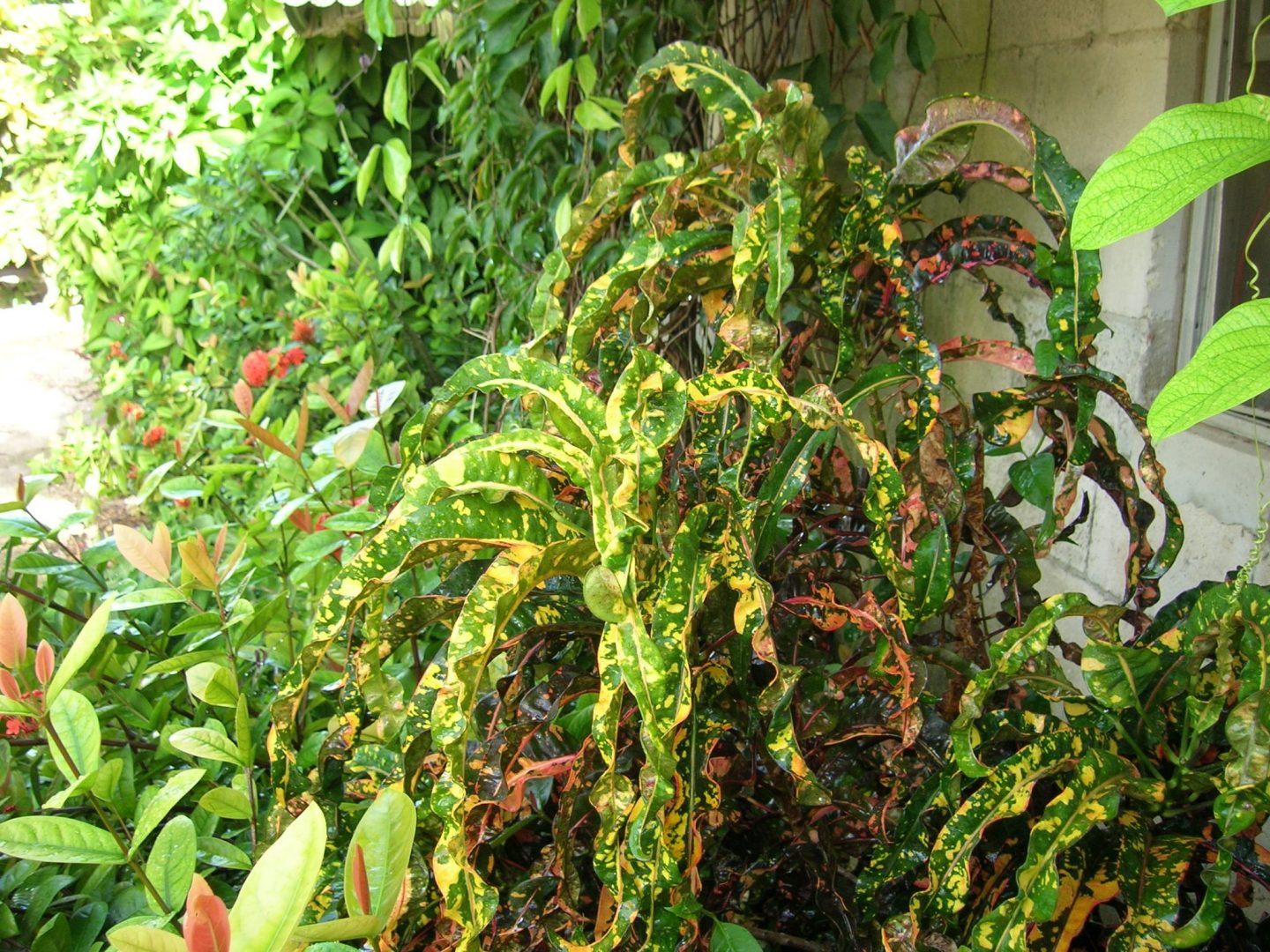 The Versatile Crotons - Richard Lyons Nursery, Inc.