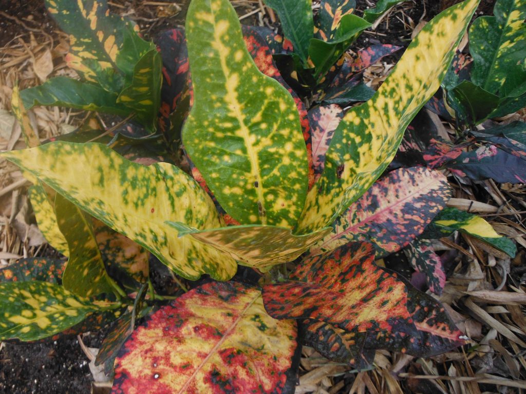 Codiaeum variegatum 'Magnificent'(Croton4) - Richard Lyons Nursery, Inc.