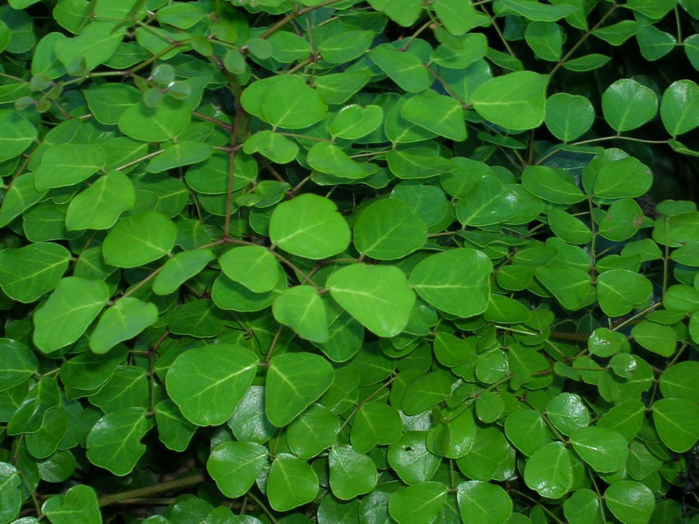 A Brief Look at Caesalpinia - Richard Lyons Nursery, Inc.