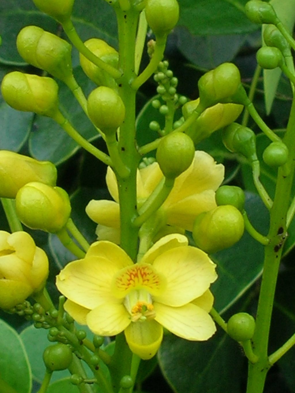 A Brief Look at Caesalpinia - Richard Lyons Nursery, Inc.