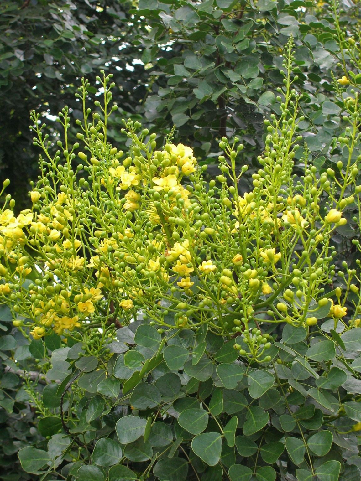 A Brief Look at Caesalpinia - Richard Lyons Nursery, Inc.