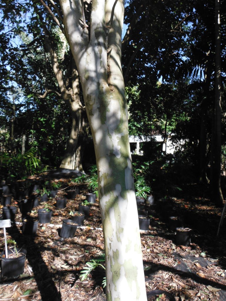 Caesalpinia granadillo(Bridalveil Tree) - Richard Lyons Nursery, Inc.