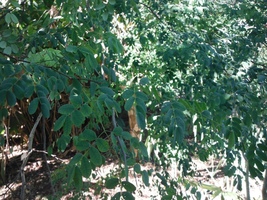 Caesalpinia granadillo(Bridalveil Tree4) - Richard Lyons Nursery, Inc.