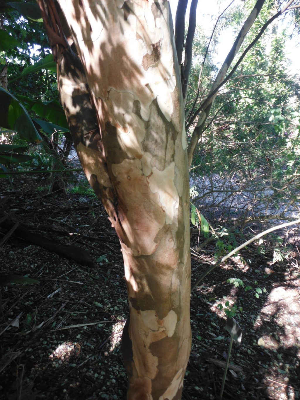 Caesalpinia granadillo(Bridalveil Tree5) - Richard Lyons Nursery, Inc.
