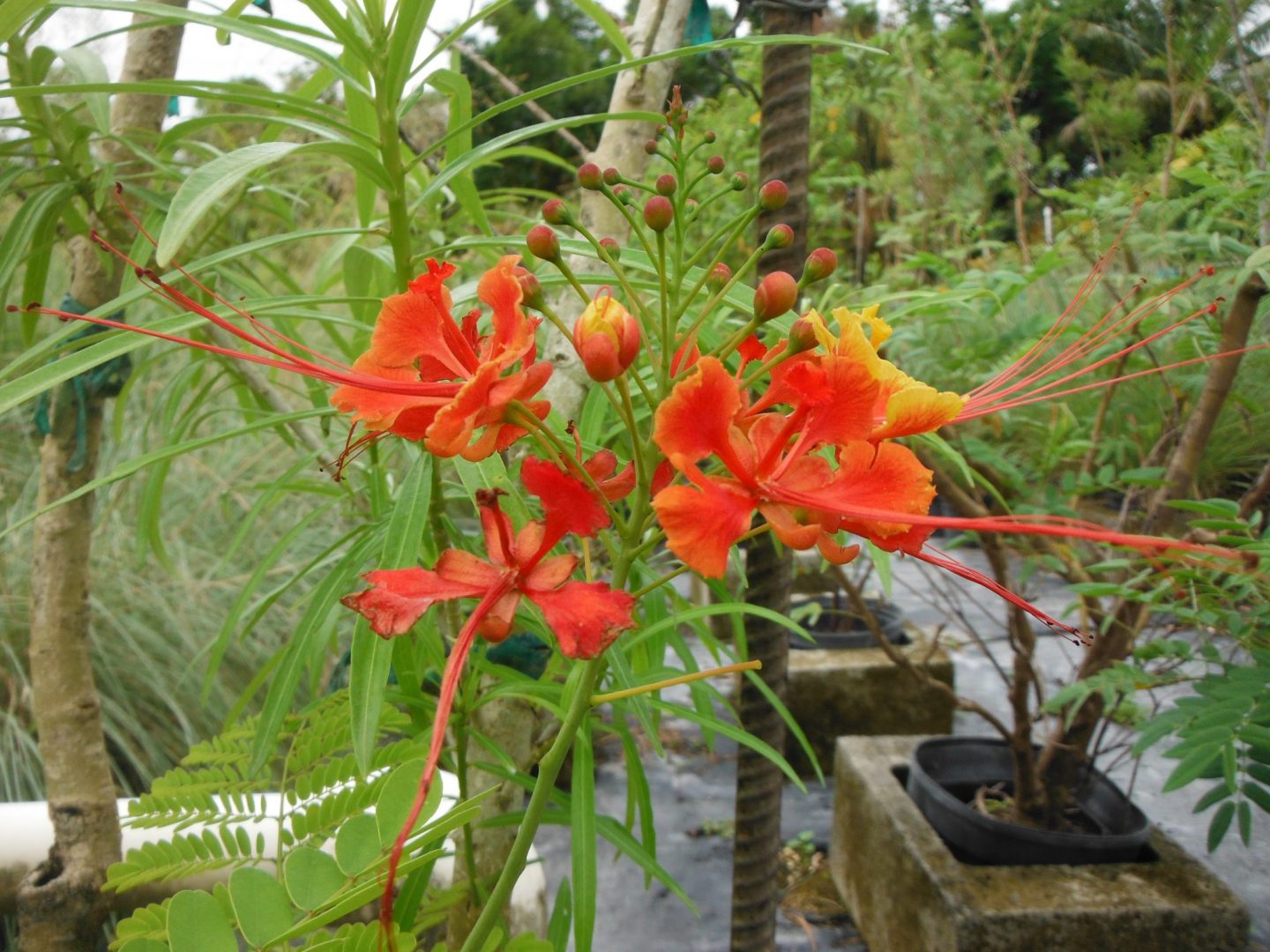 A Brief Look at Caesalpinia - Richard Lyons Nursery, Inc.