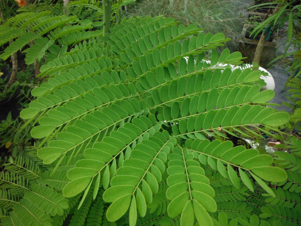 A Brief Look at Caesalpinia - Richard Lyons Nursery, Inc.