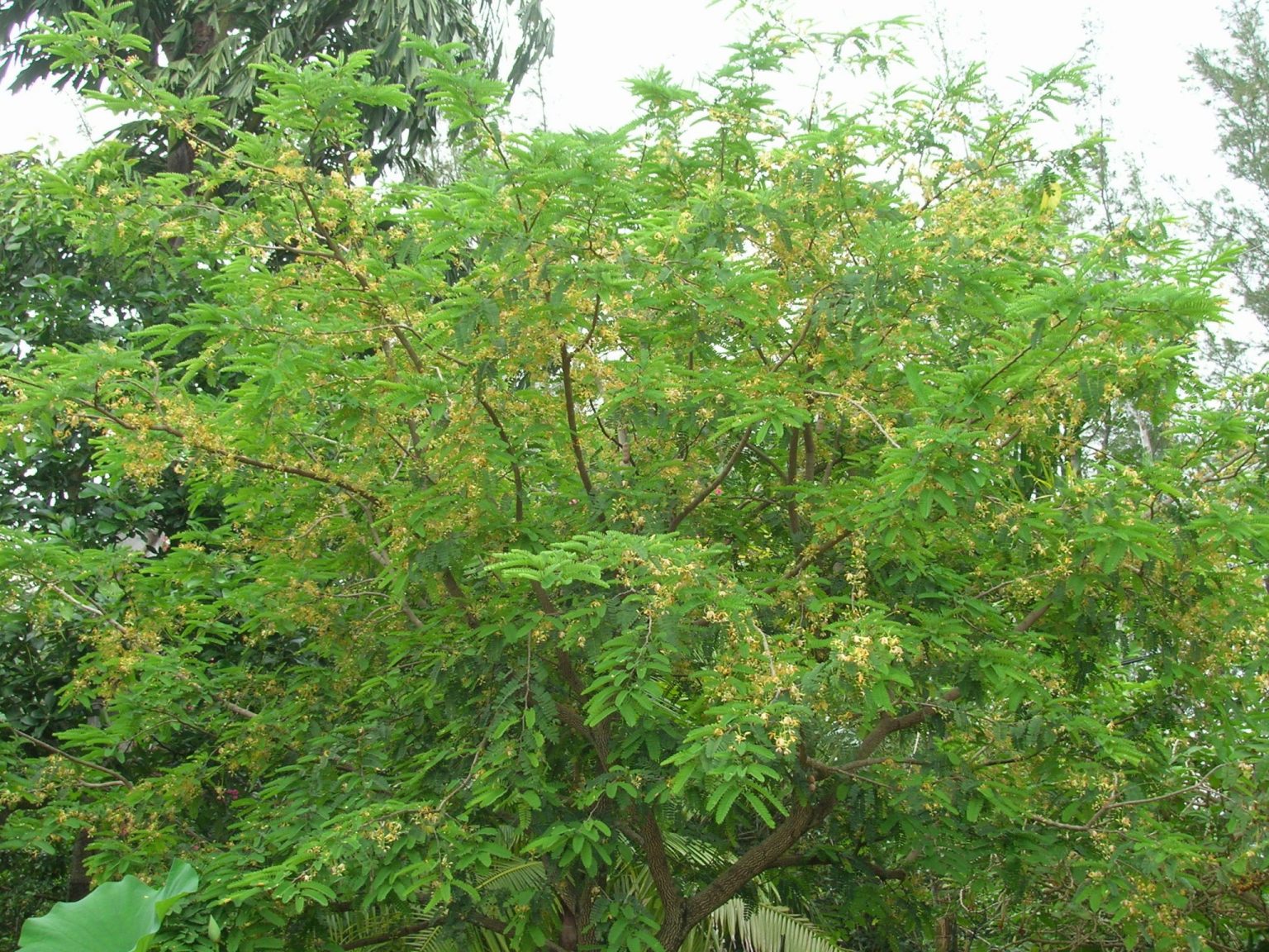 The Remarkable Tamarind Tree - Richard Lyons Nursery, Inc.