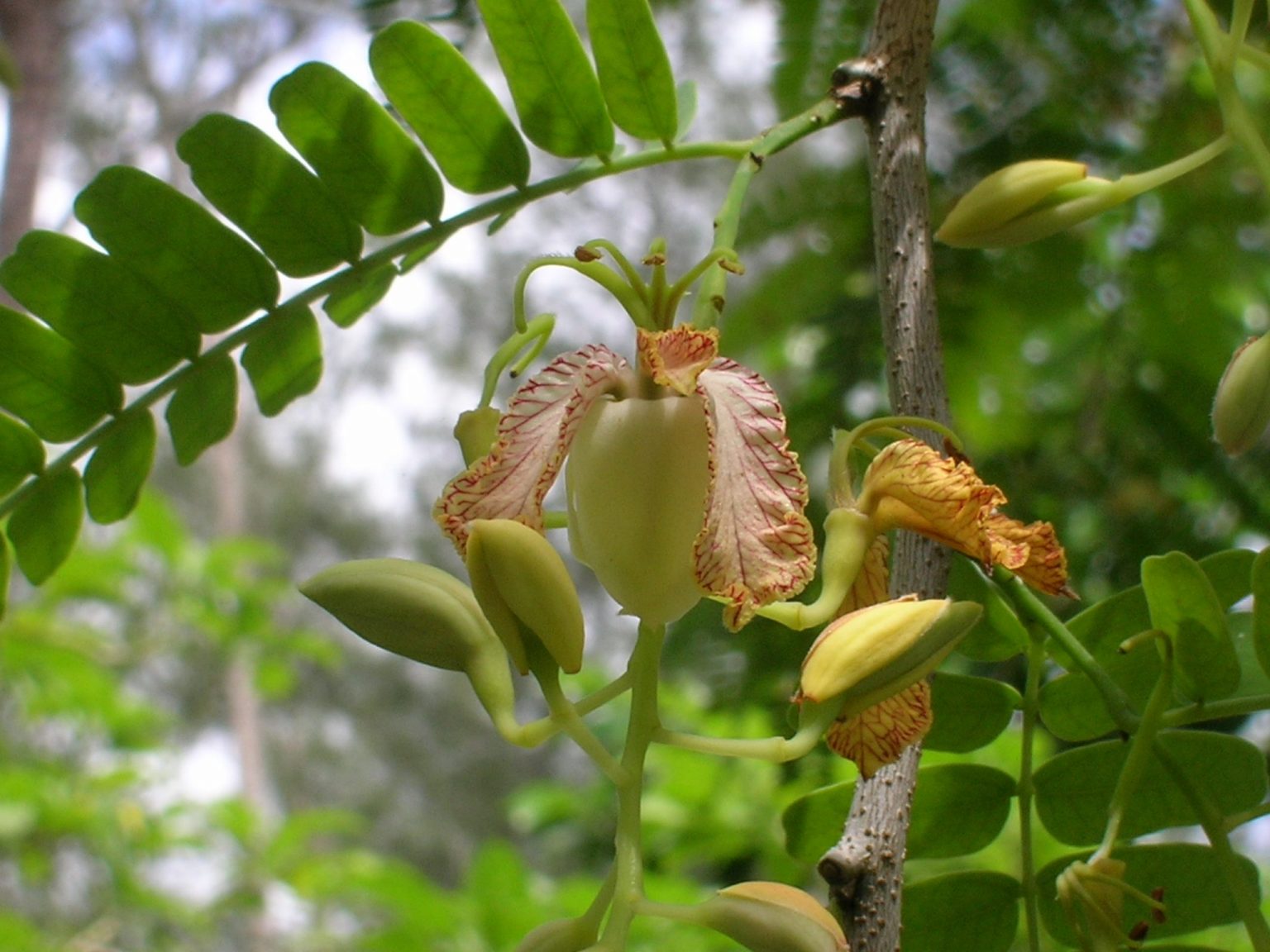 The Remarkable Tamarind Tree - Richard Lyons Nursery, Inc.
