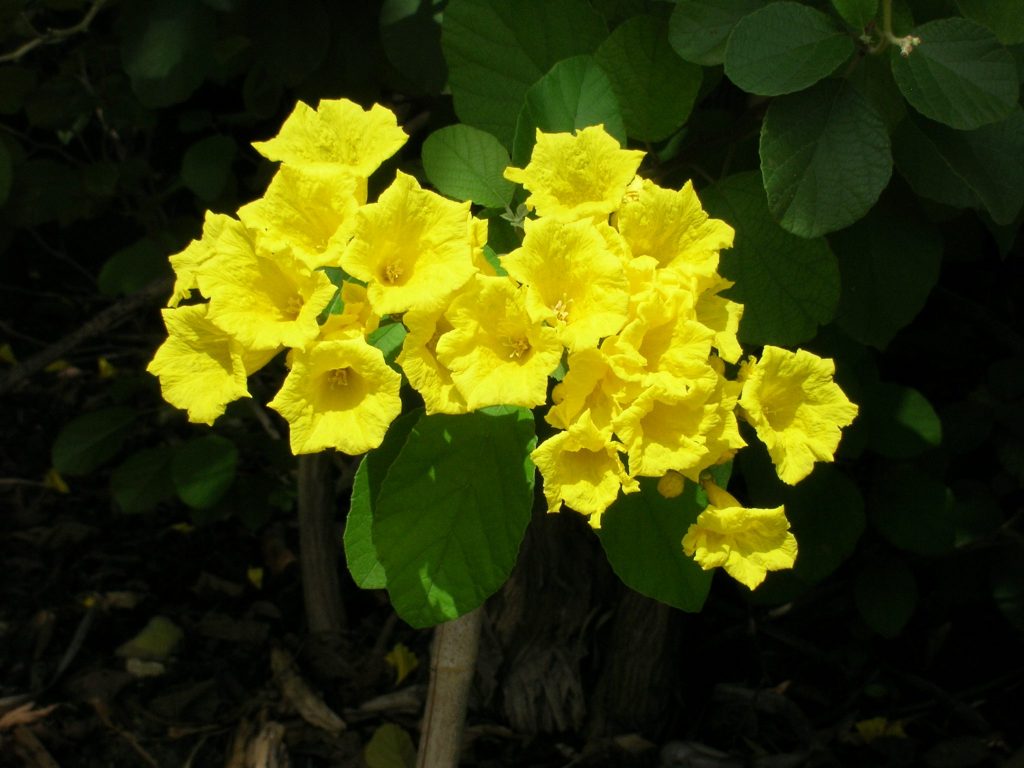 Cordia lutea (Yellow Geiger Tree) - Richard Lyons Nursery, Inc.