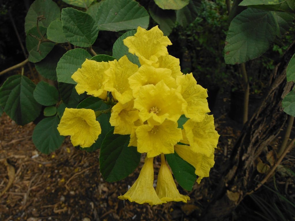 Cordia lutea(Yellow Geiger Tree) - Richard Lyons Nursery, Inc.