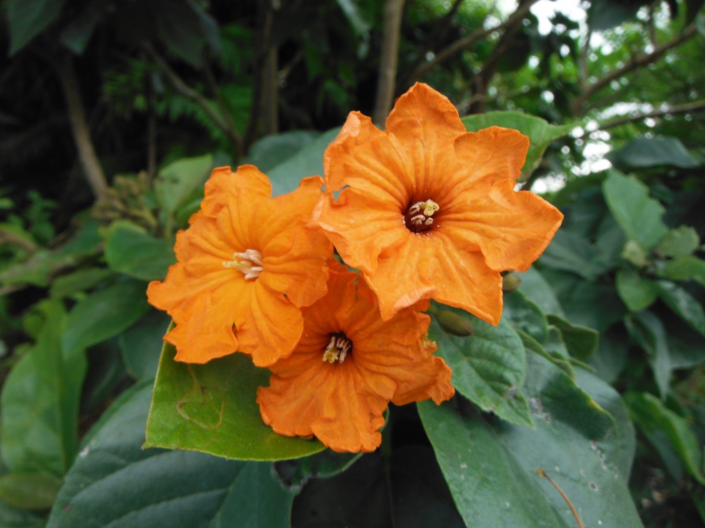 Cordia sebestena(Orange Geiger Tree) - Richard Lyons Nursery, Inc.