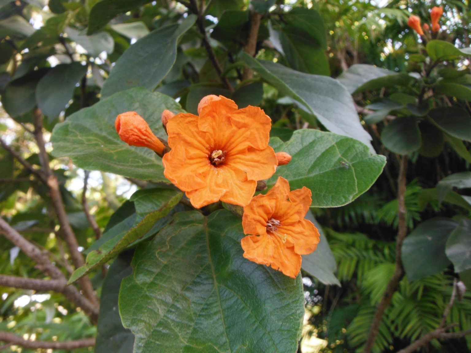 Under The Jakfruit Tree - Richard Lyons Nursery, Inc.