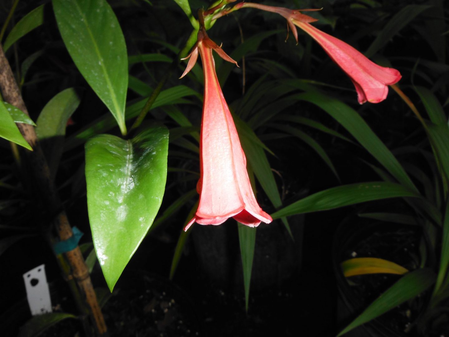 Portlandia proctorii(Pink Bell Flower) - Richard Lyons Nursery, Inc.