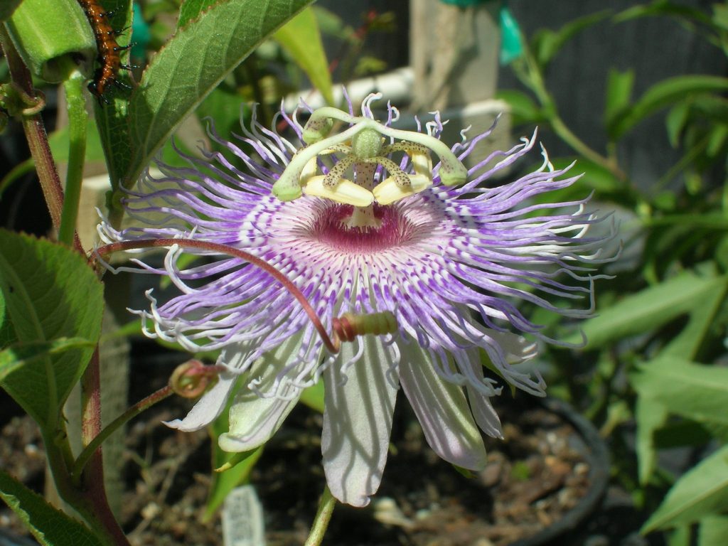 Passiflora Incarnata Maypop Richard Lyons Nursery Inc