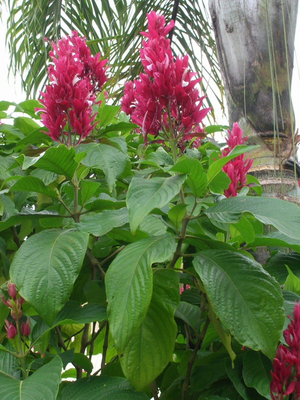 Brazilian Red Cloak - Richard Lyons Nursery, Inc.
