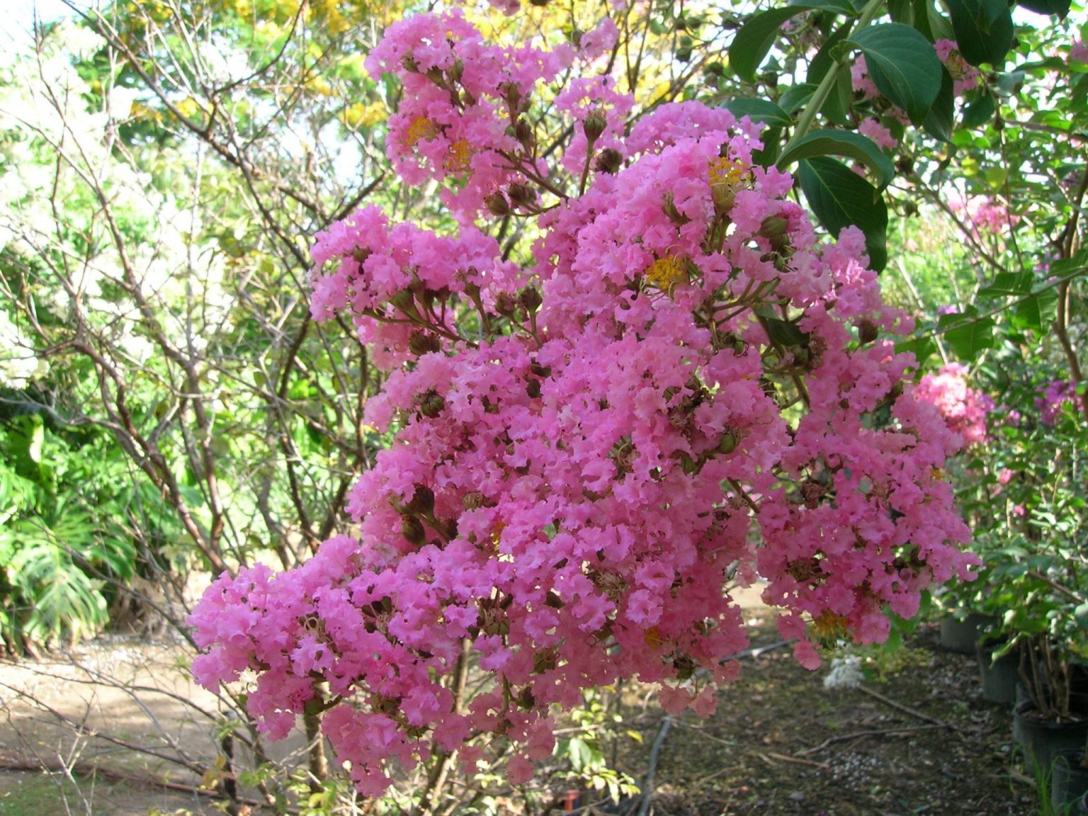 Queen's Crape Myrtle (Lagerstroemia speciosa) and Crape Myrtle ...