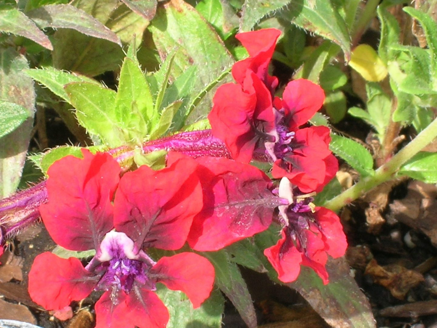 Cuphea llavea (Bat Faced Cuphea1) - Richard Lyons Nursery, Inc.