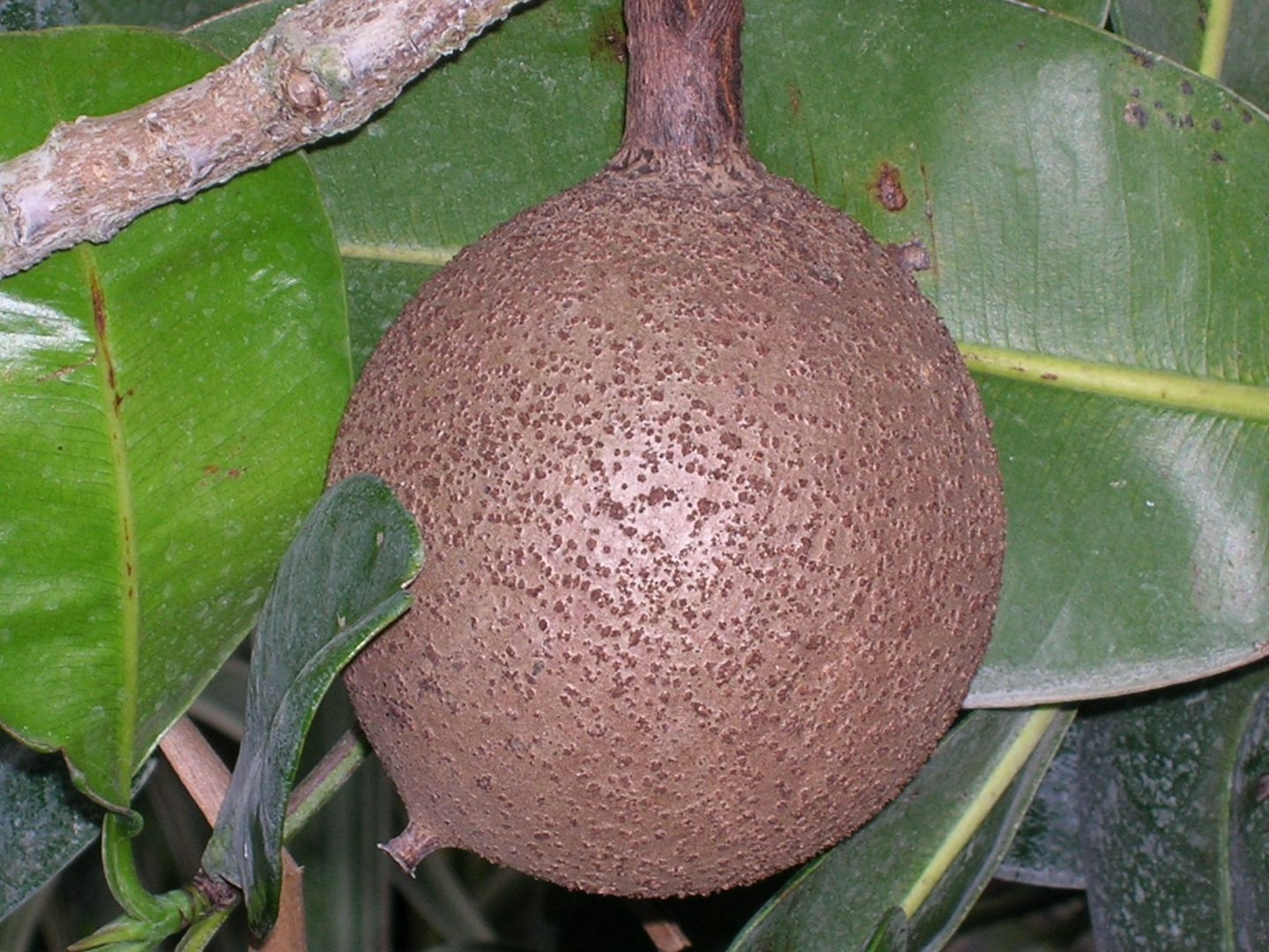Mammea americana (Mamee Apple) - Richard Lyons Nursery, Inc.