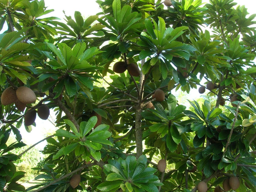 Pouteria sapota (Mamey Sapote13) - Richard Lyons Nursery, Inc. Pouteria sapota (Mamey Sapote13) - Richard Lyons Nursery, Inc.