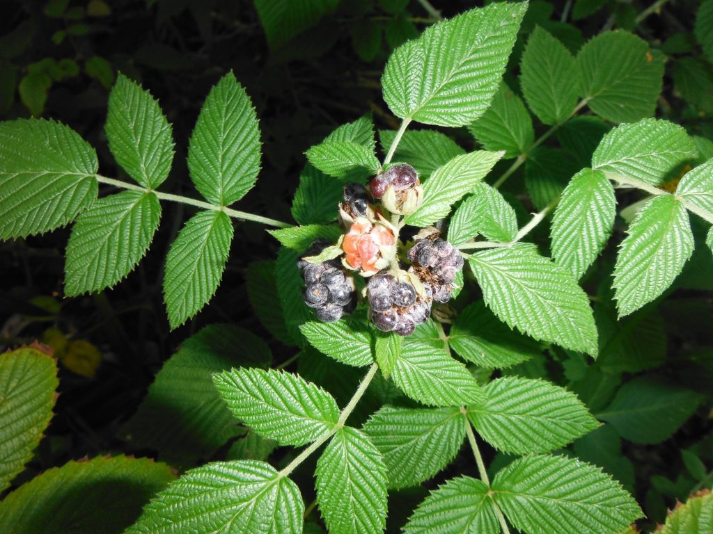 Mysore Raspberry (Rubus niveus) - Richard Lyons Nursery, Inc.