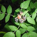 Mysore Raspberry (Rubus niveus) - Richard Lyons Nursery, Inc.