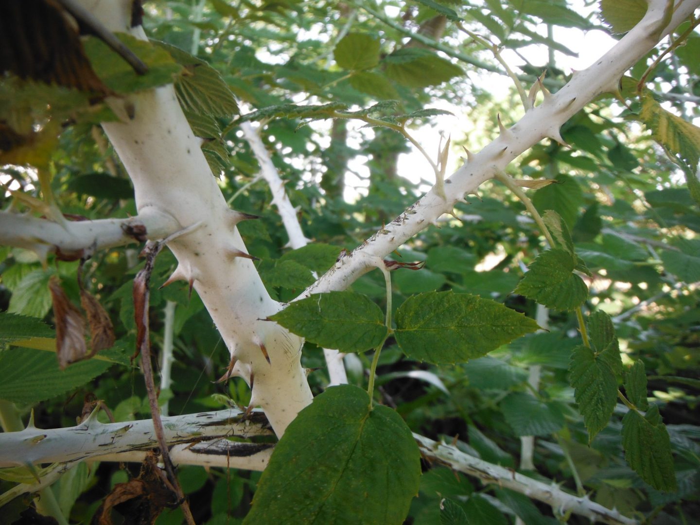 Mysore Raspberry (Rubus niveus) - Richard Lyons Nursery, Inc.
