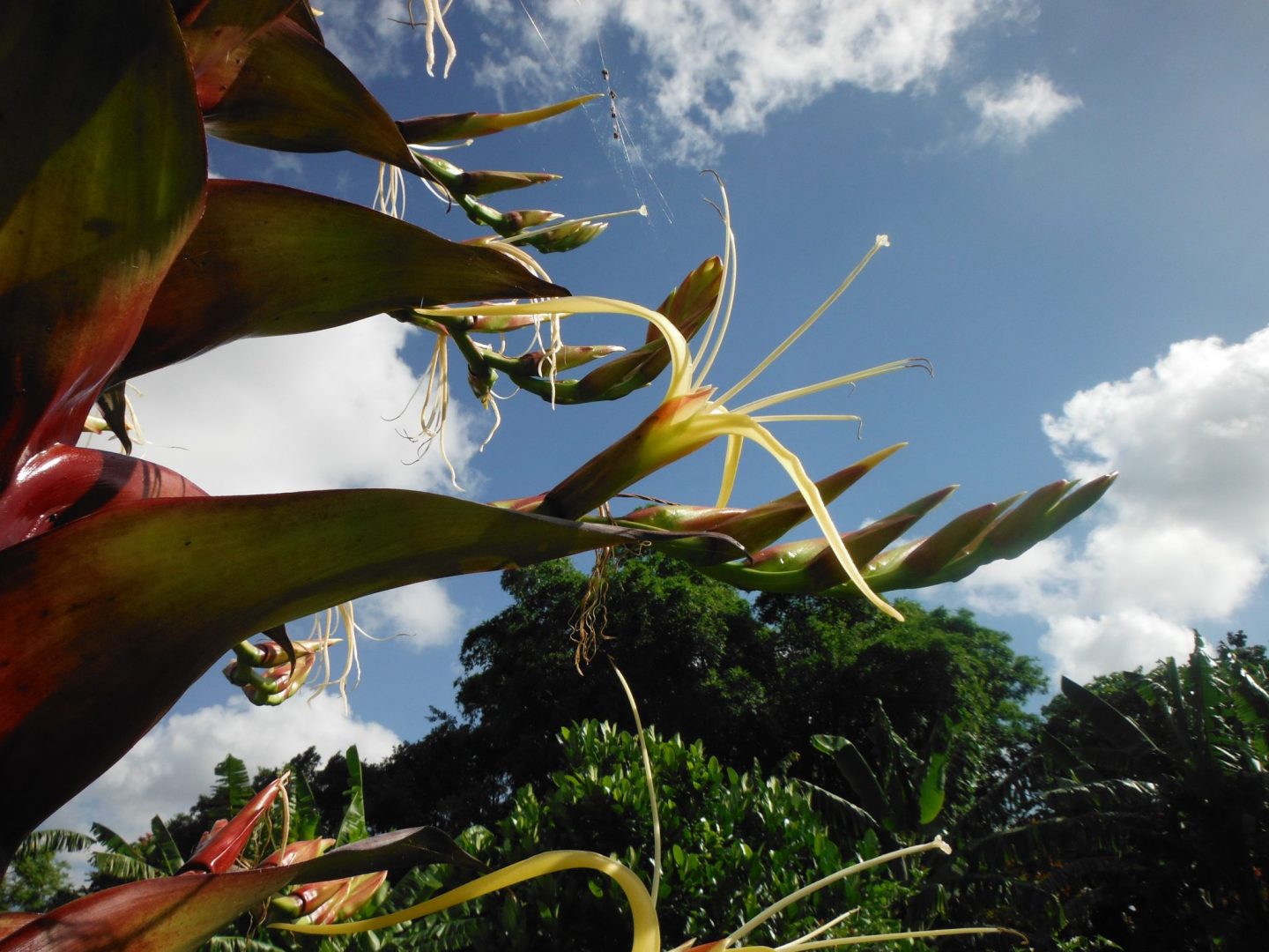 The Imperial Bromeliad (Alcantarea imperialis) - Richard Lyons Nursery ...
