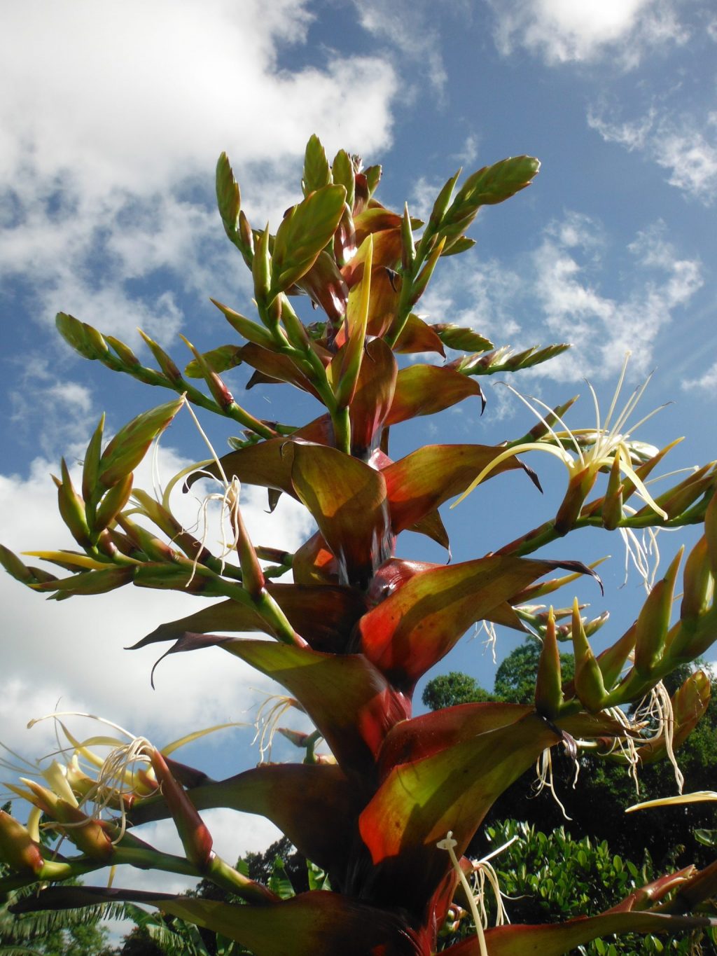 The Imperial Bromeliad (Alcantarea imperialis) - Richard Lyons Nursery ...