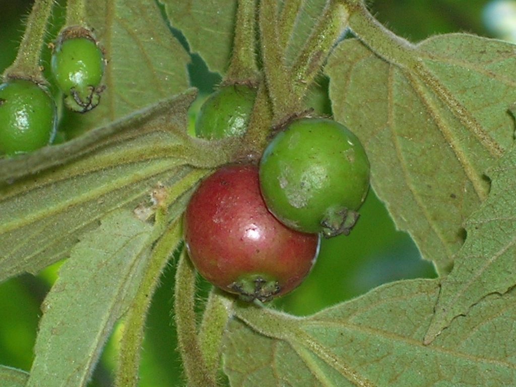 Strawberry Tree (Muntingia calabura) - Richard Lyons Nursery, Inc.