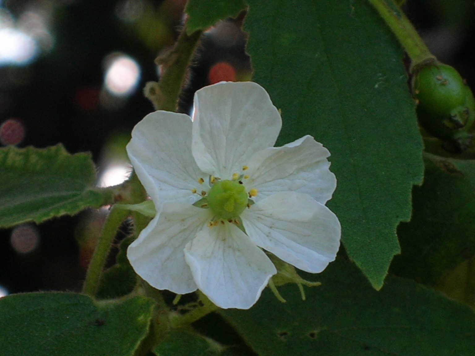 Strawberry Tree (Muntingia calabura) - Richard Lyons Nursery, Inc.