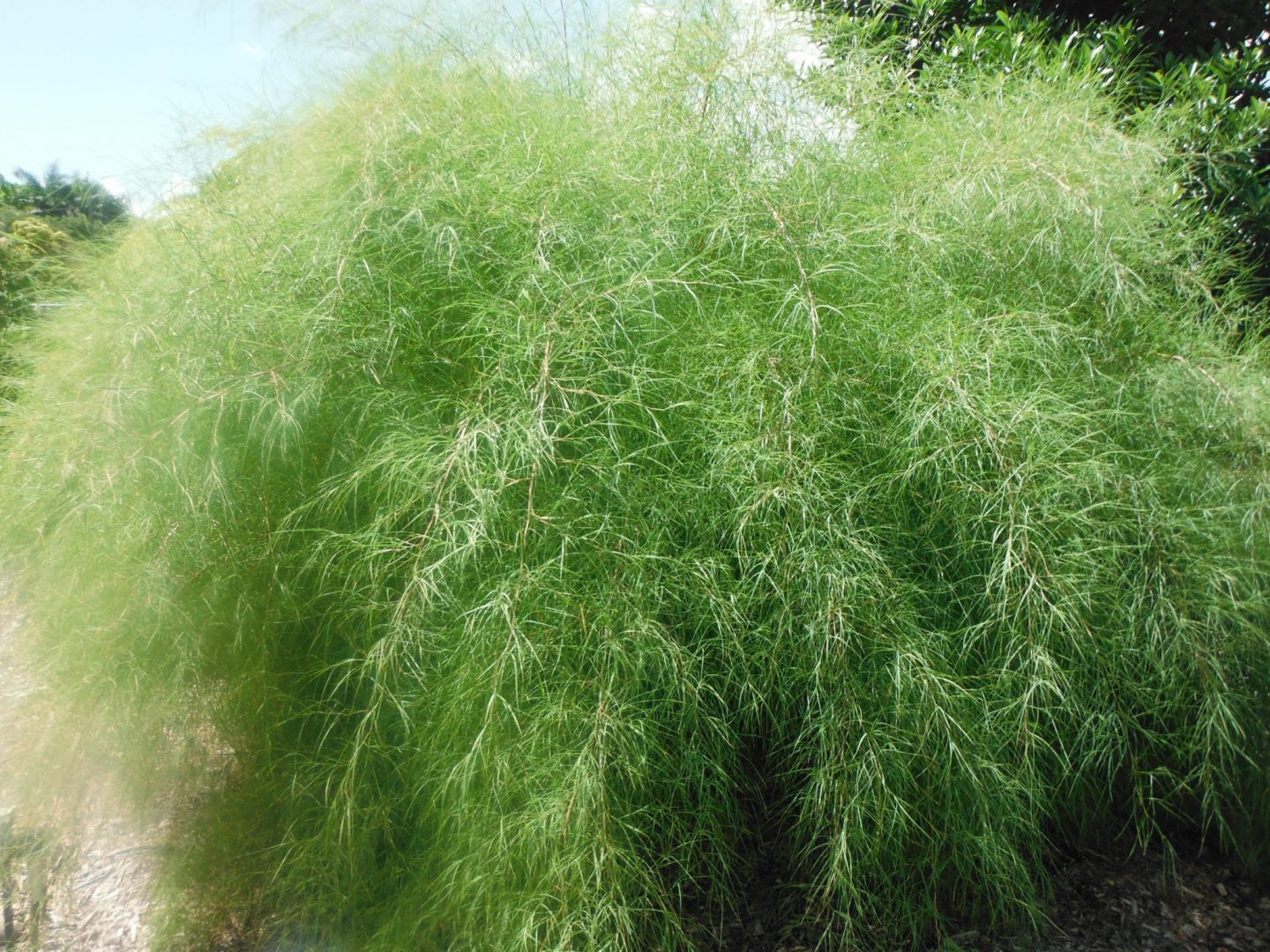 Under The Jakfruit Tree - Richard Lyons Nursery, Inc.