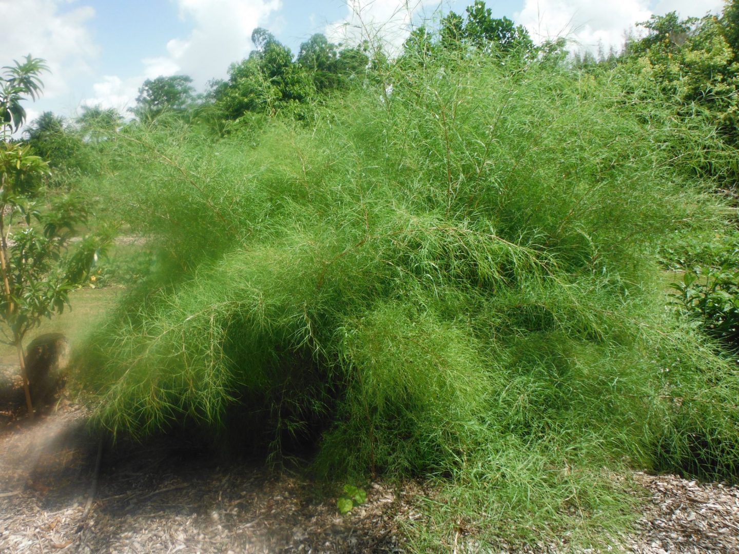 Under The Jakfruit Tree - Richard Lyons Nursery, Inc.