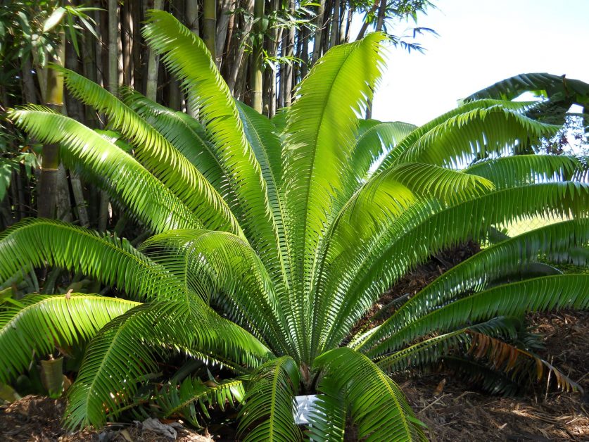 Dioon Spinulosum (Giant Dioon Cycad) - Richard Lyons Nursery, Inc.