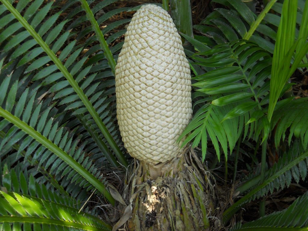Dioon spinulosum (Giant Dioon1) - Richard Lyons Nursery, Inc.