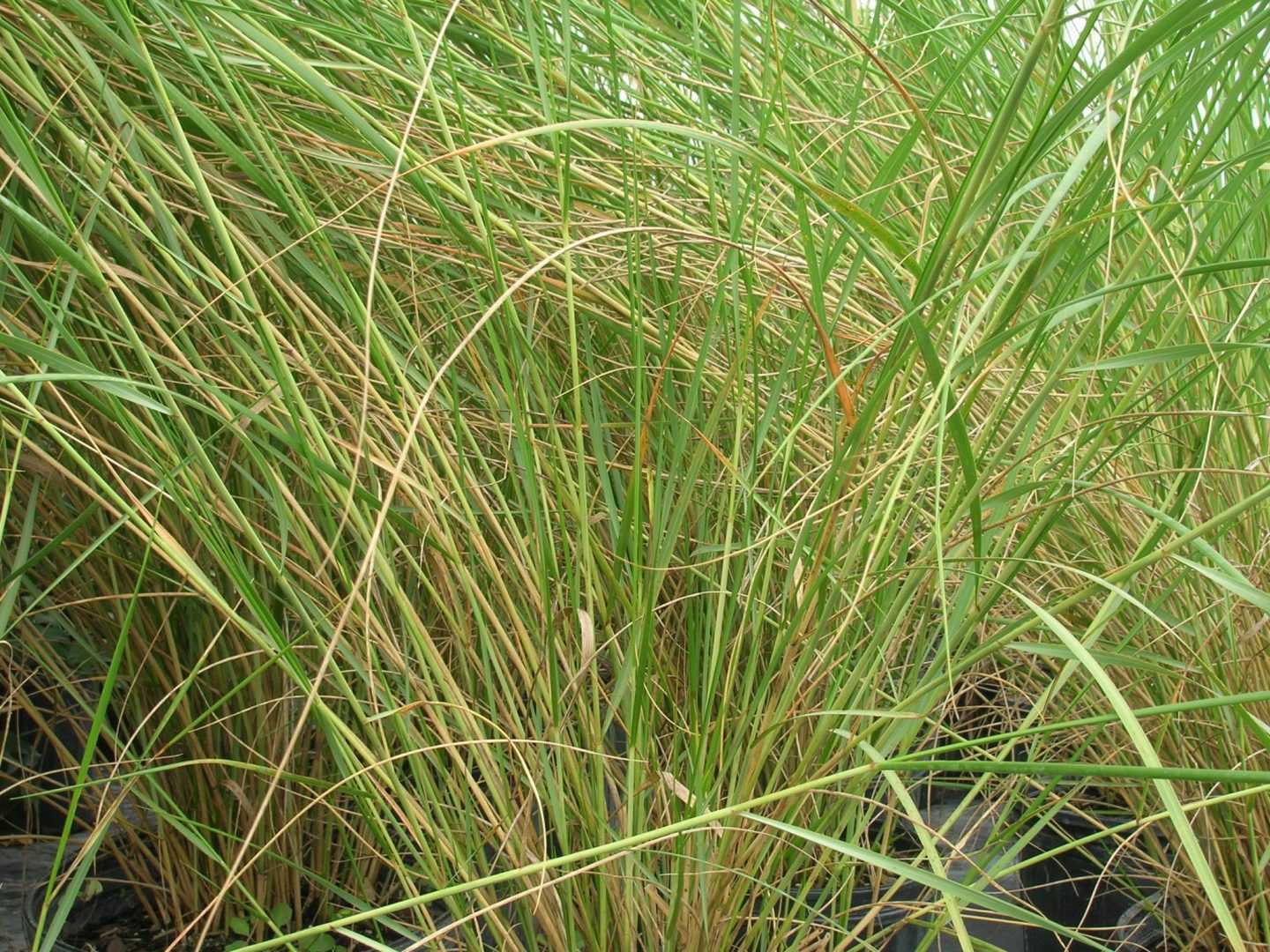 Tripsacum floridana (Dwarf Fakahatchee Grass) - Richard Lyons Nursery, Inc.