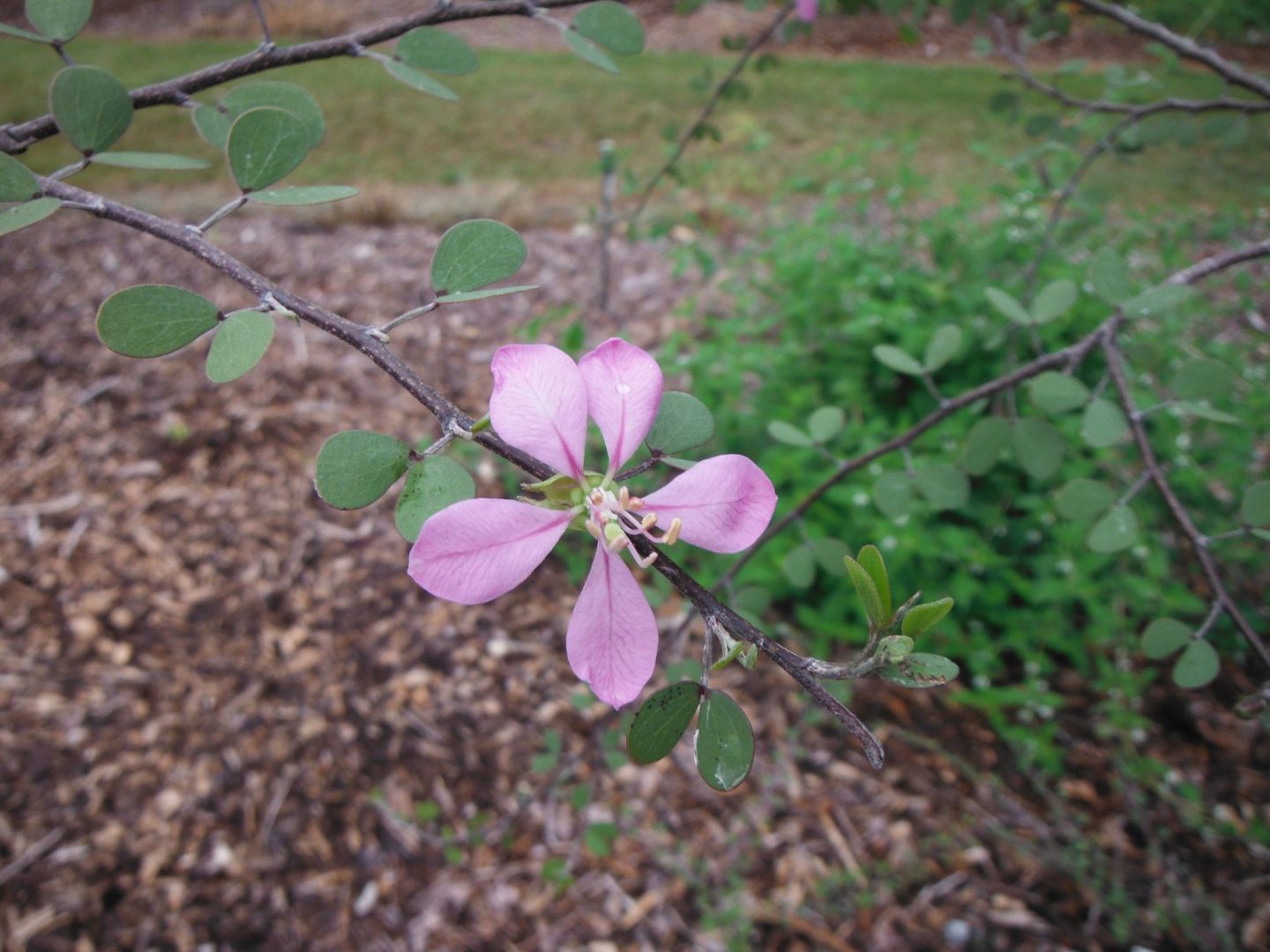 A Bauhinia for Almost Any Landscaping Need - Richard Lyons Nursery, Inc.