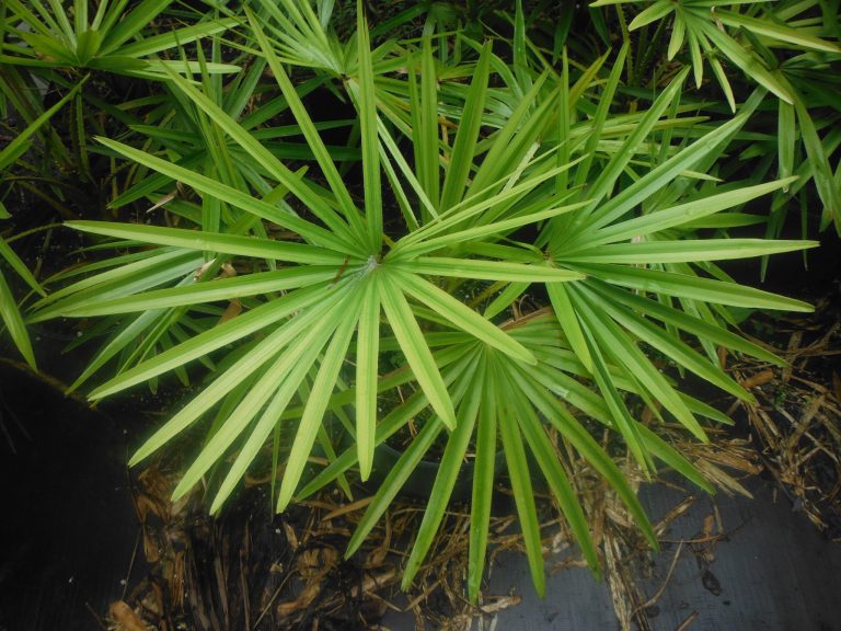 Livistona nitida(Carnarvon Palm) - Richard Lyons Nursery, Inc.