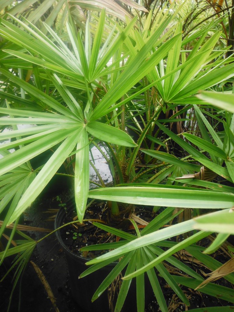 Livistona nitida(Carnarvon Palm1) - Richard Lyons Nursery, Inc.