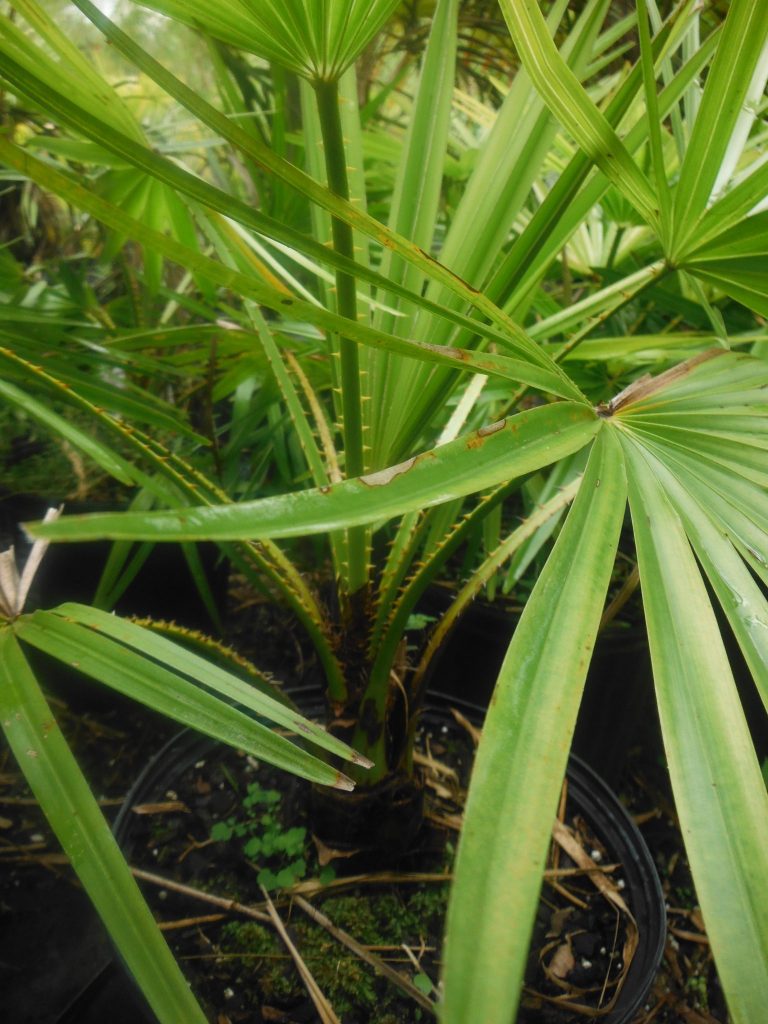 Livistona nitida(Carnarvon Palm2) - Richard Lyons Nursery, Inc.