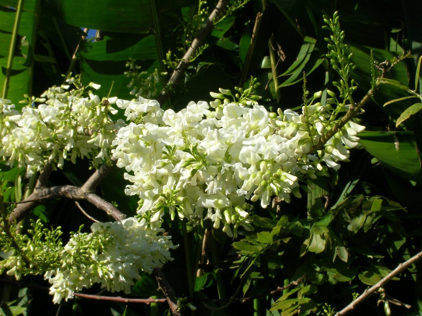 Madre de Cacao: A True Multi-Tasker - Richard Lyons Nursery, Inc.