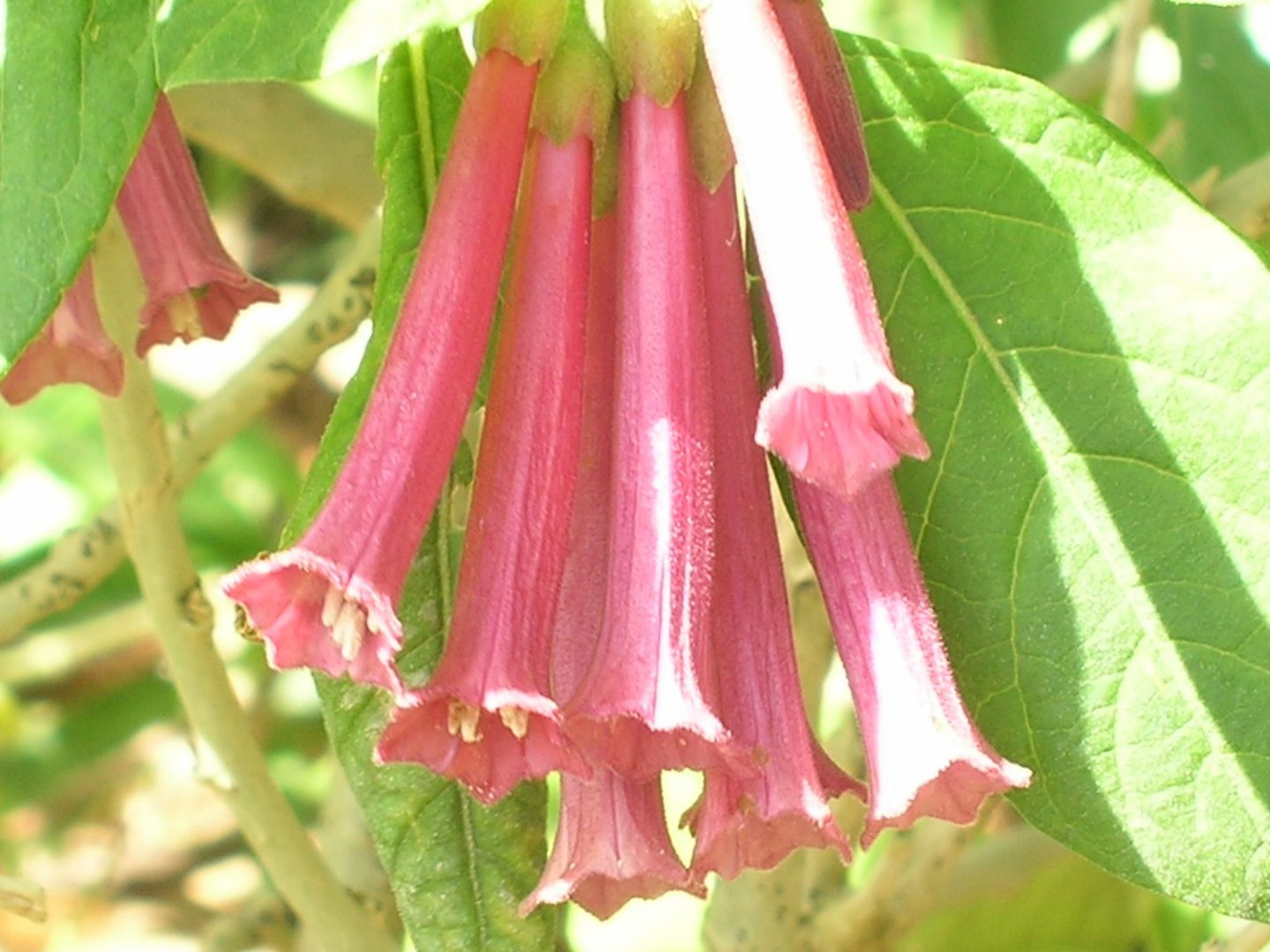 Iochroma: A Very Down-to-Earth Plant - Richard Lyons Nursery, Inc.