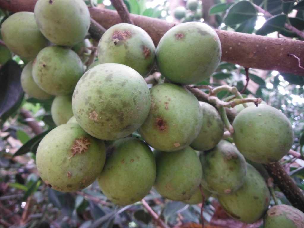 Casimiroa edulis(White Sapote2) (2) - Richard Lyons Nursery, Inc.