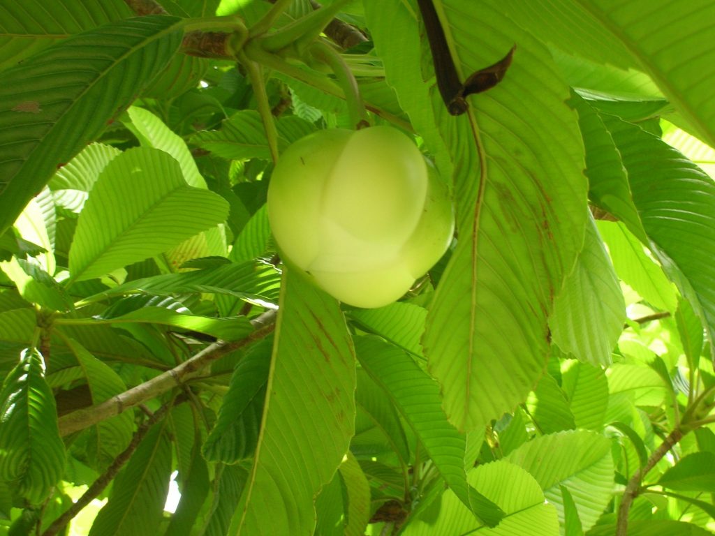Dillenia indica Flower (Elephant Apple) - Richard Lyons Nursery, Inc.